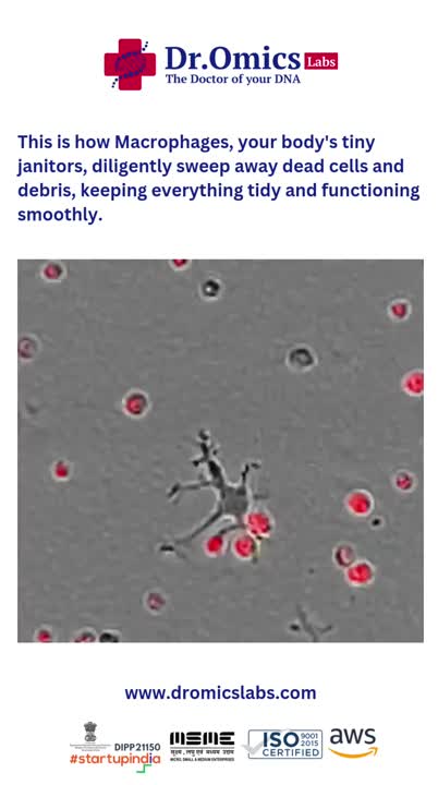 DrOmics labs Private Limited. on LinkedIn: #macrophage #microscopic # ... DrOmics labs Private Limited. on LinkedIn: #macrophage #microscopic # ...