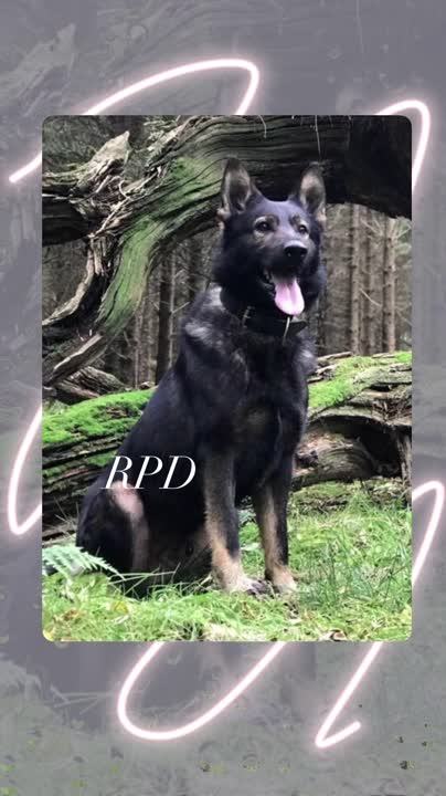 National Foundation for Retired Service Animals on LinkedIn: RPD Hektor ... National Foundation for Retired Service Animals on LinkedIn: RPD Hektor ...