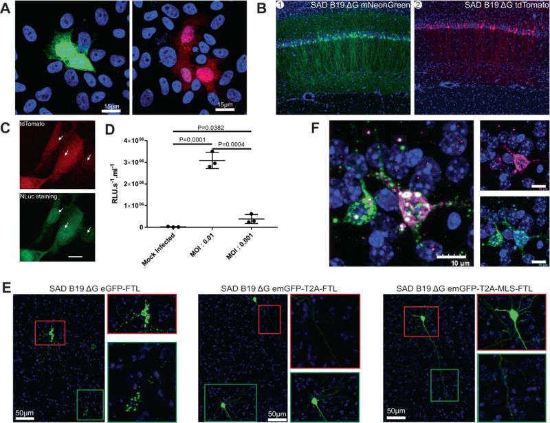 Phys.org on LinkedIn: Research team creates novel rabies viral vectors ... Phys.org on LinkedIn: Research team creates novel rabies viral vectors ...
