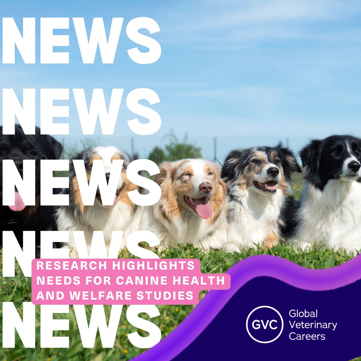 #canine #veterinarians #news | Global Veterinary Careers #canine #veterinarians #news | Global Veterinary Careers