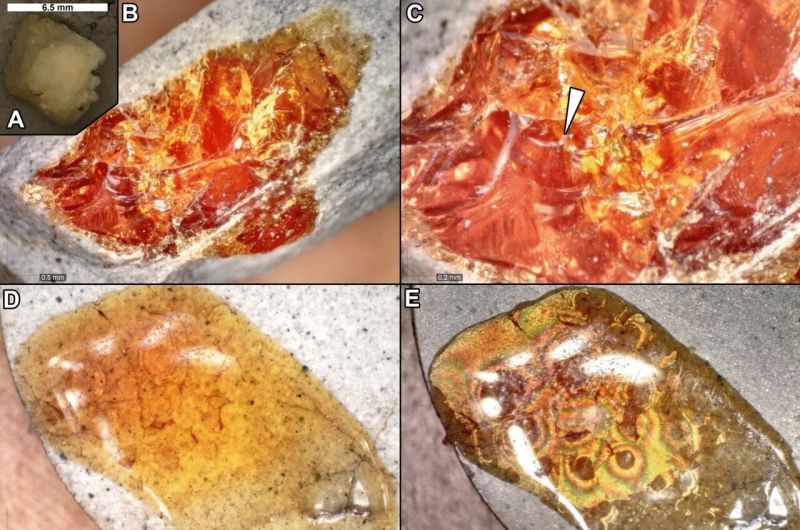 Scientists create lab-grown amber-like resin to study fossil ... Scientists create lab-grown amber-like resin to study fossil ...
