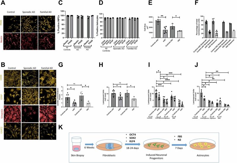 Medical Xpress on LinkedIn: Astrocytes study identifies a new ... Medical Xpress on LinkedIn: Astrocytes study identifies a new ...
