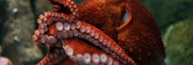 Dr. Timos Papagatsias on LinkedIn: Understanding the octopus and its ... Dr. Timos Papagatsias on LinkedIn: Understanding the octopus and its ...