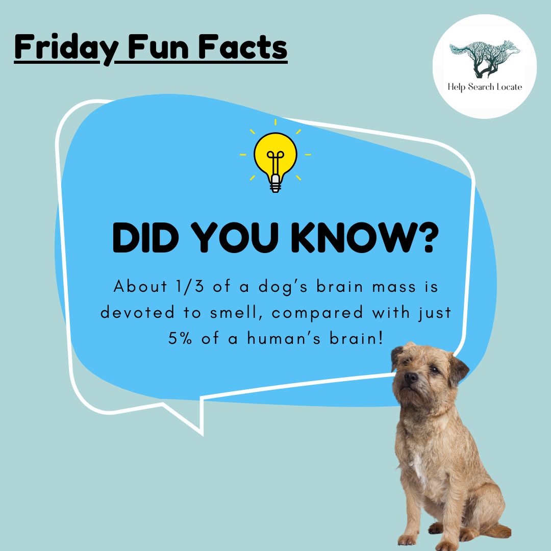 Help Search Locate on LinkedIn: #helpsearchlocate #dogs #dogfacts # ... Help Search Locate on LinkedIn: #helpsearchlocate #dogs #dogfacts # ...