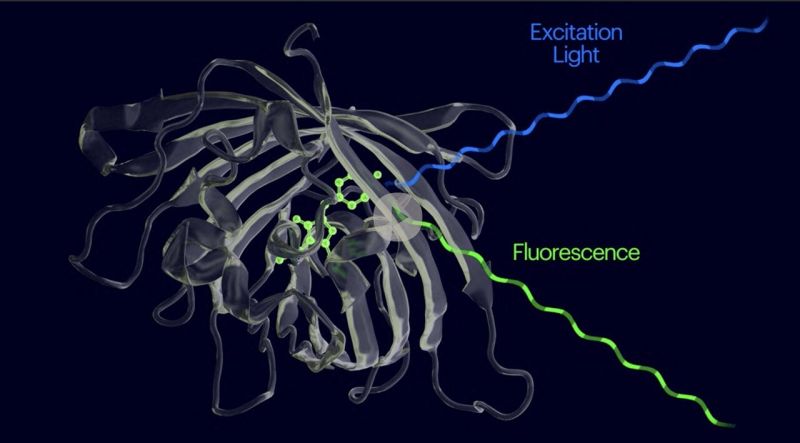 Phys.org on LinkedIn: Researchers develop molecular biosensors that ... Phys.org on LinkedIn: Researchers develop molecular biosensors that ...