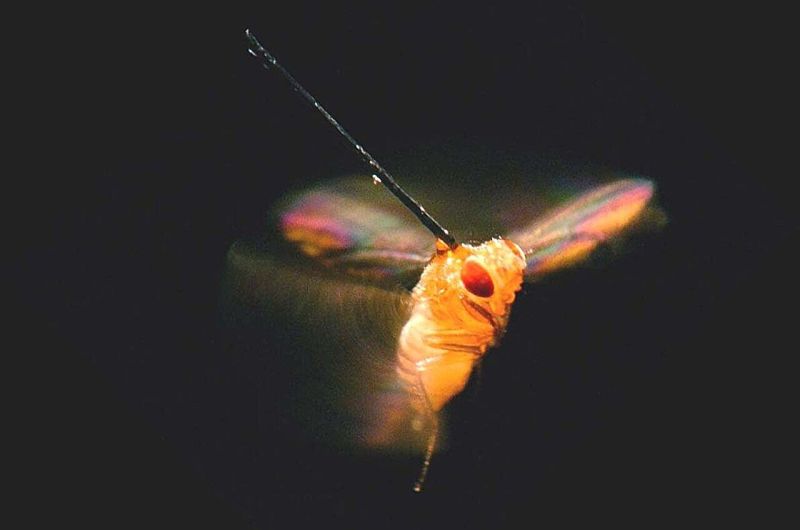 Phys.org on LinkedIn: Study discovers that fruit flies' visual ... Phys.org on LinkedIn: Study discovers that fruit flies' visual ...