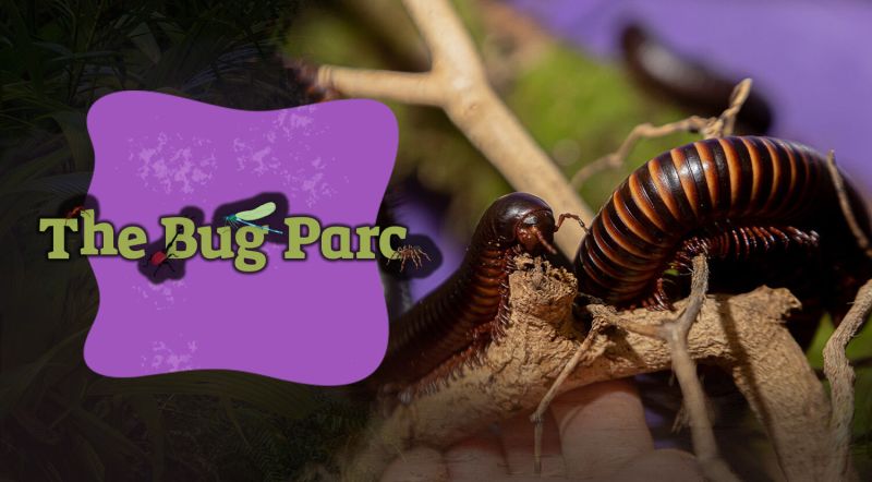 The Tourist Trail on LinkedIn: Bug Handling Experience at The Bug Parc ... The Tourist Trail on LinkedIn: Bug Handling Experience at The Bug Parc ...