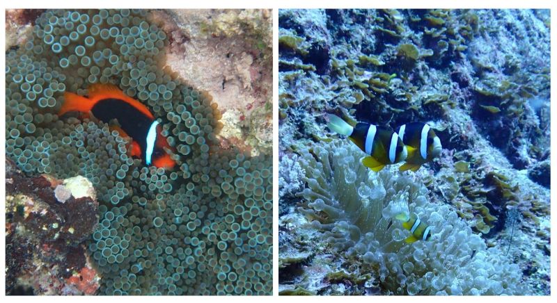 Phys.org on LinkedIn: Scientists reveal new lineages of giant sea ... Phys.org on LinkedIn: Scientists reveal new lineages of giant sea ...