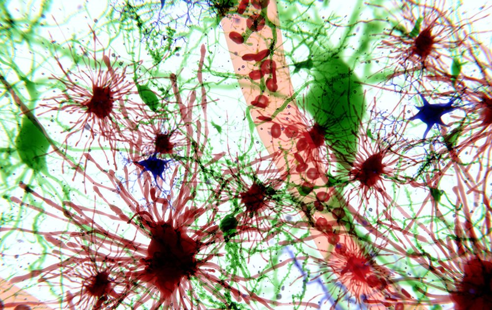 Genetic Engineering & Biotechnology News on LinkedIn: NEW WEBINAR ... Genetic Engineering & Biotechnology News on LinkedIn: NEW WEBINAR ...