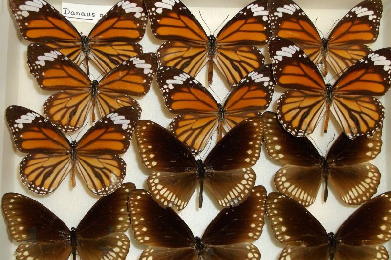 Museum collections reveal worldwide spread of butterfly disease | Phys.org Museum collections reveal worldwide spread of butterfly disease | Phys.org