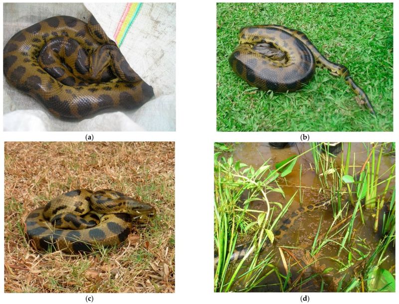 Phys.org on LinkedIn: Scientists shocked to discover new species of ... Phys.org on LinkedIn: Scientists shocked to discover new species of ...