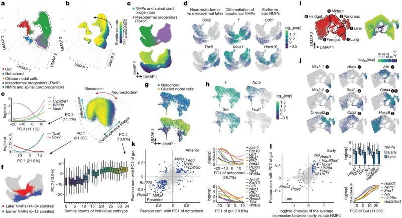Medical Xpress on LinkedIn: Mouse study finds birth coincides with ... Medical Xpress on LinkedIn: Mouse study finds birth coincides with ...