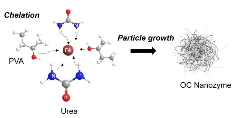 Phys.org on LinkedIn: Researchers develop organic nanozymes suitable ... Phys.org on LinkedIn: Researchers develop organic nanozymes suitable ...