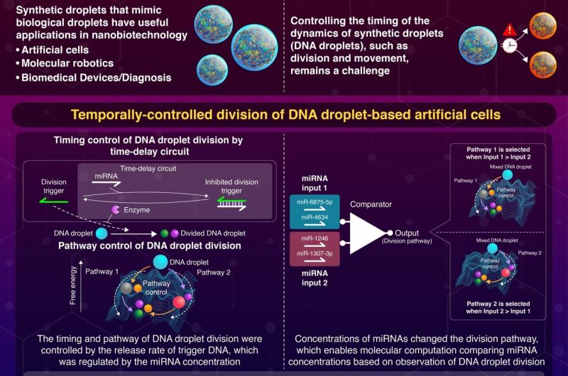 Phys.org on LinkedIn: Scientists develop method to control timing of ... Phys.org on LinkedIn: Scientists develop method to control timing of ...