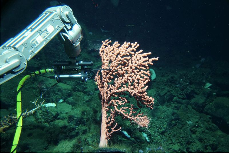 Phys.org on LinkedIn: Deep sea sensor reveals that corals produce ... Phys.org on LinkedIn: Deep sea sensor reveals that corals produce ...