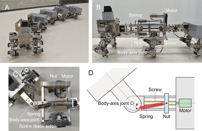 Phys.org auf LinkedIn: Team develops a centipede robot with variable ... Phys.org auf LinkedIn: Team develops a centipede robot with variable ...
