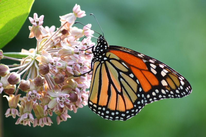 Phys.org on LinkedIn: Monarch butterflies need help, and research shows ... Phys.org on LinkedIn: Monarch butterflies need help, and research shows ...