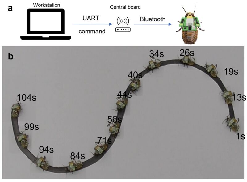 Social Sage on LinkedIn: Scientists transformed a cockroach into a ... Social Sage on LinkedIn: Scientists transformed a cockroach into a ...