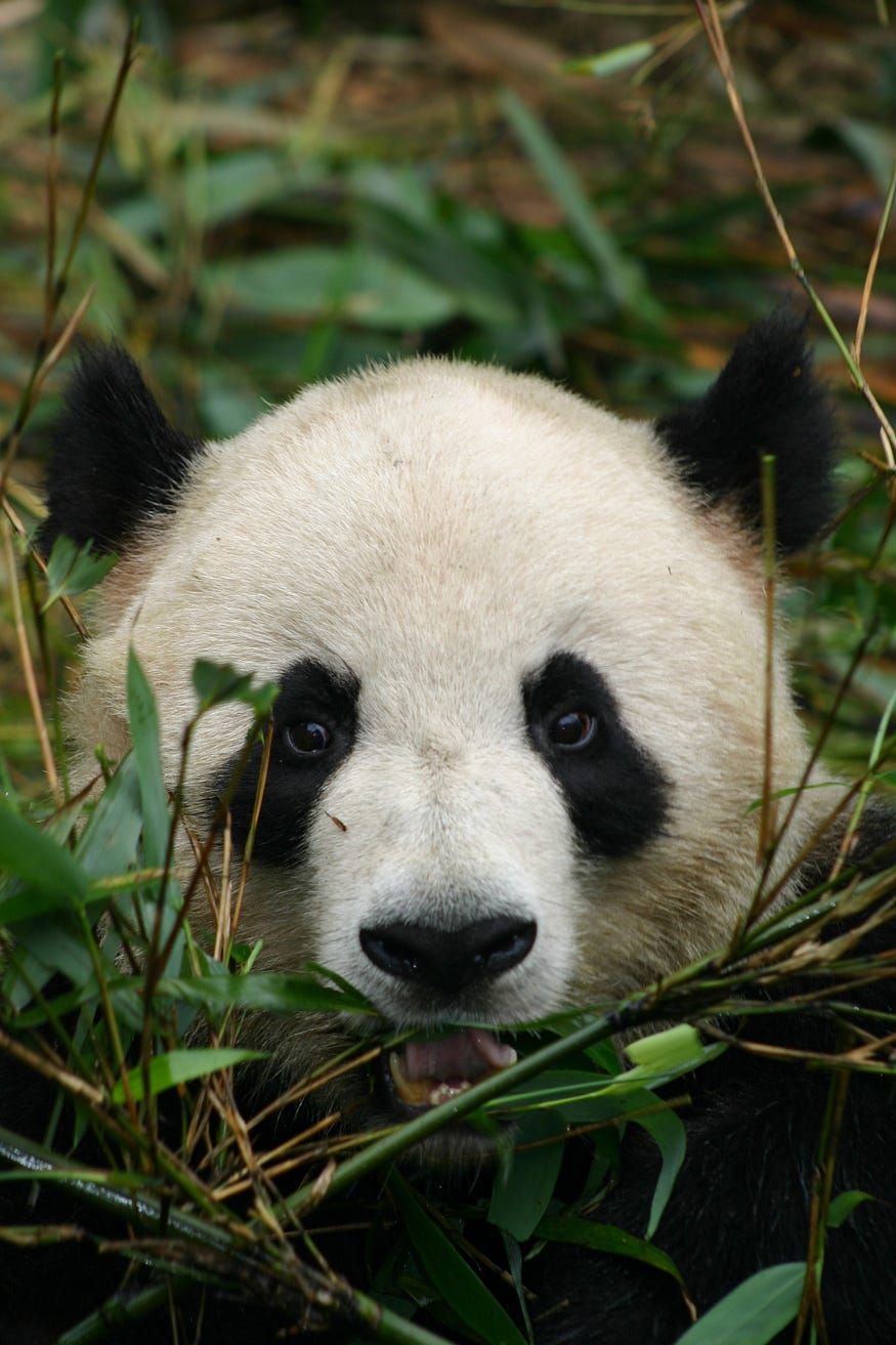 Python Pandas vs. Dask DataFrames: A Comparative Analysis… | Towards AI Python Pandas vs. Dask DataFrames: A Comparative Analysis… | Towards AI