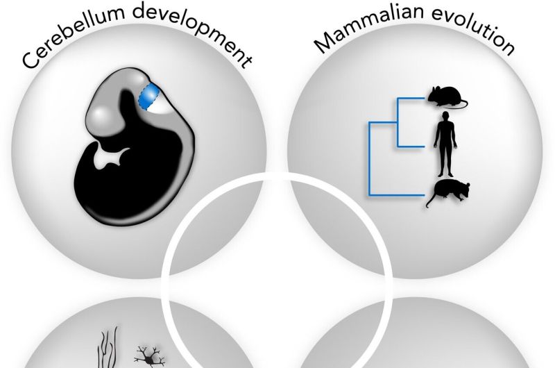 Phys.org on LinkedIn: Scientists unveil genetic programs controlling ... Phys.org on LinkedIn: Scientists unveil genetic programs controlling ...