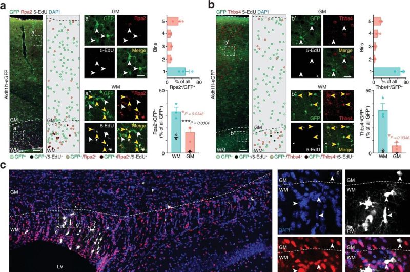 New study identifies unique white matter astrocytes with regenerative ... New study identifies unique white matter astrocytes with regenerative ...