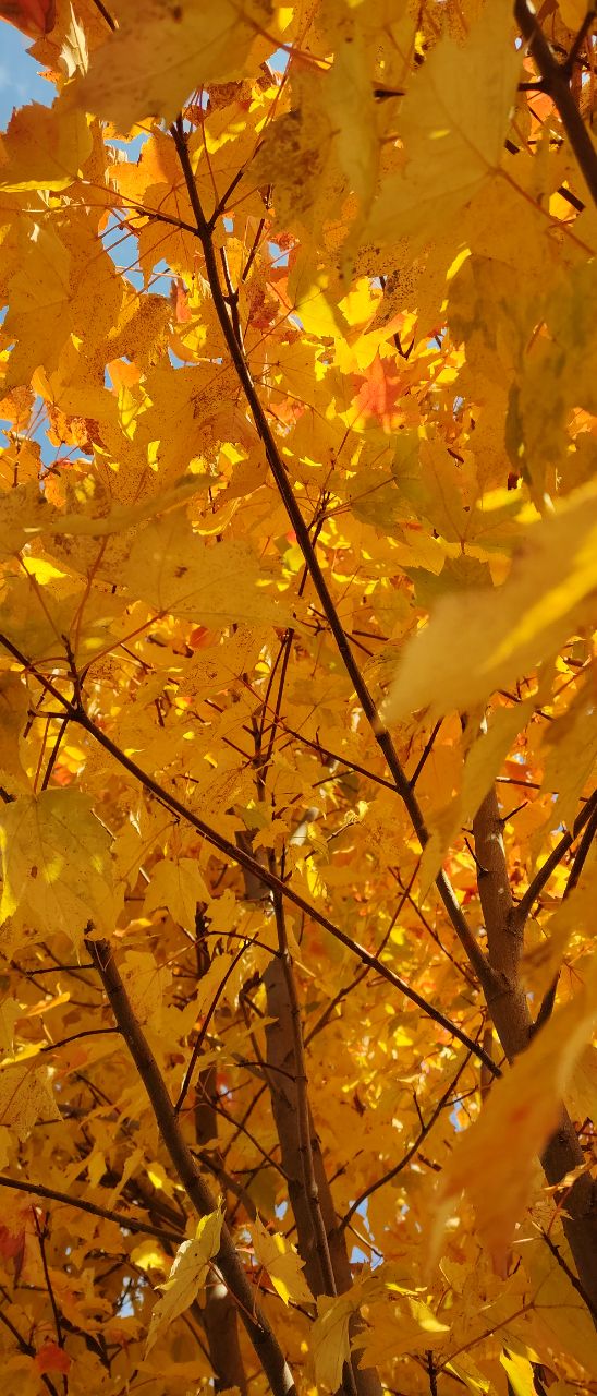 Trunk Branch Twig Bud, LLC on LinkedIn: Thankful doesn't begin to cover ... Trunk Branch Twig Bud, LLC on LinkedIn: Thankful doesn't begin to cover ...