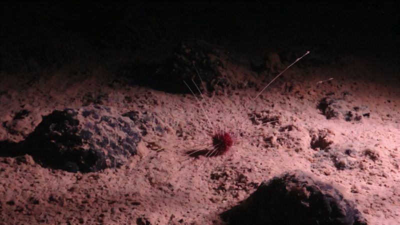 'Dark oxygen': a deep-sea discovery that has split scientists | Phys.org 'Dark oxygen': a deep-sea discovery that has split scientists | Phys.org