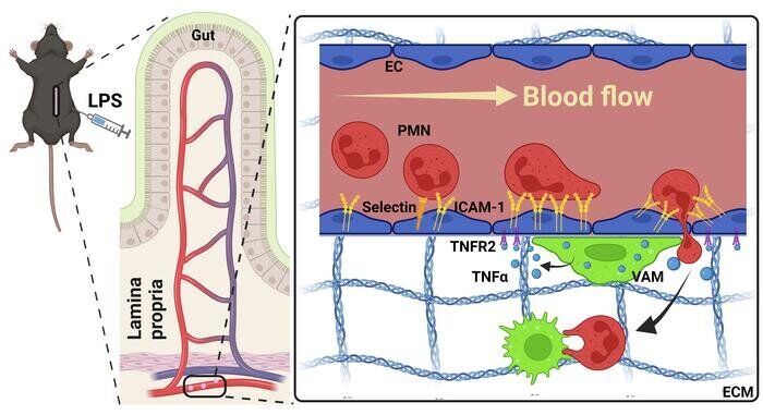 Medical Xpress on LinkedIn: Study identifies mechanisms driving immune ... Medical Xpress on LinkedIn: Study identifies mechanisms driving immune ...