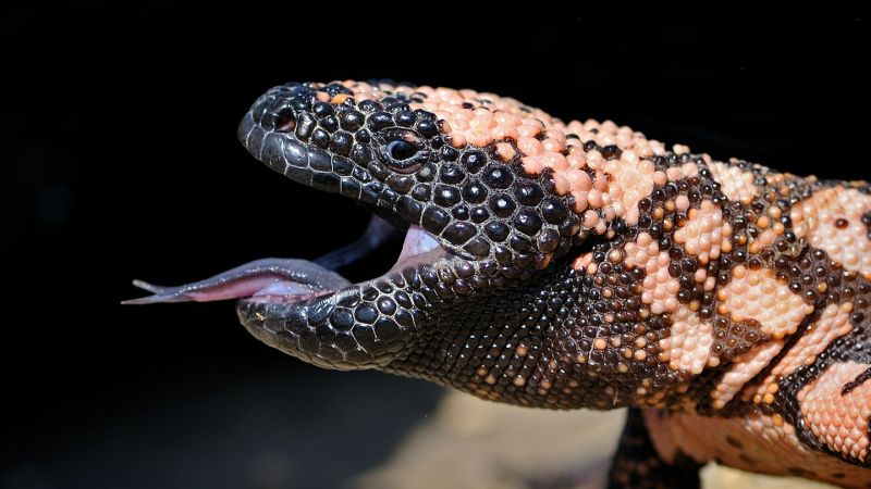 Corentin GENY on LinkedIn: Lizard spit can help detect a rare ... Corentin GENY on LinkedIn: Lizard spit can help detect a rare ...