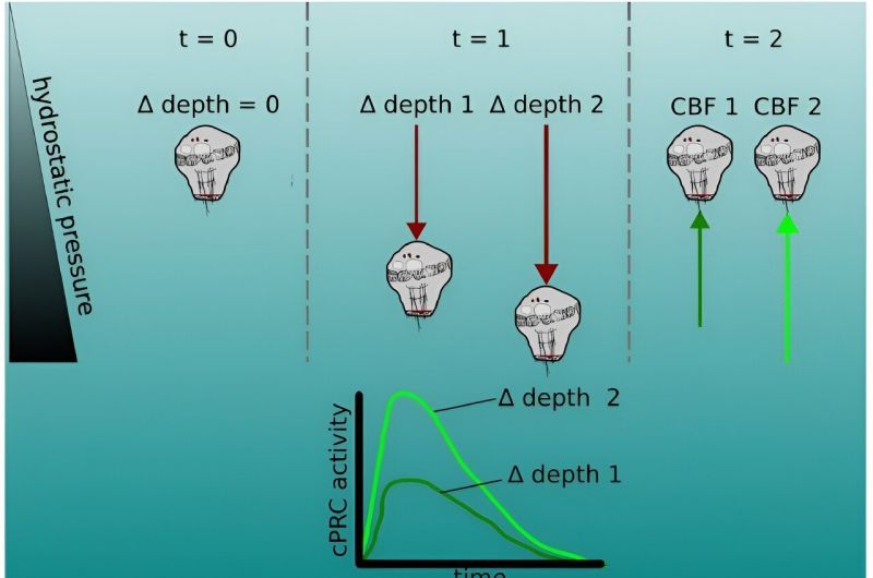 Study finds plankton use UV light sensors to detect pressure change and ... Study finds plankton use UV light sensors to detect pressure change and ...