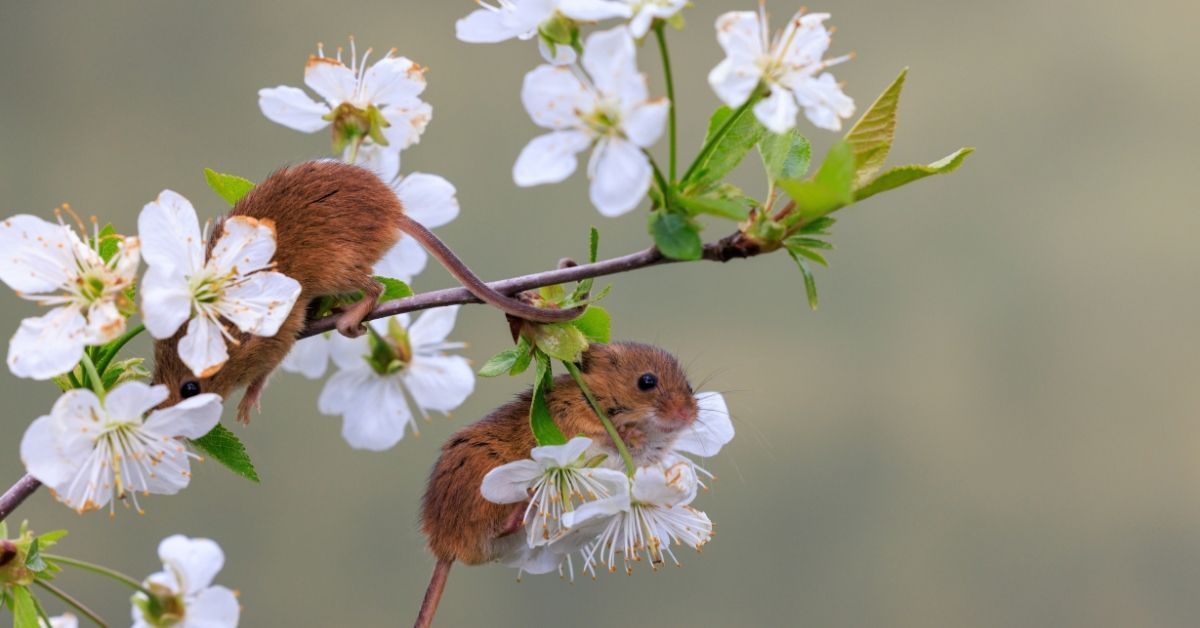 Why botany matters • RSK | RSK Group Why botany matters • RSK | RSK Group