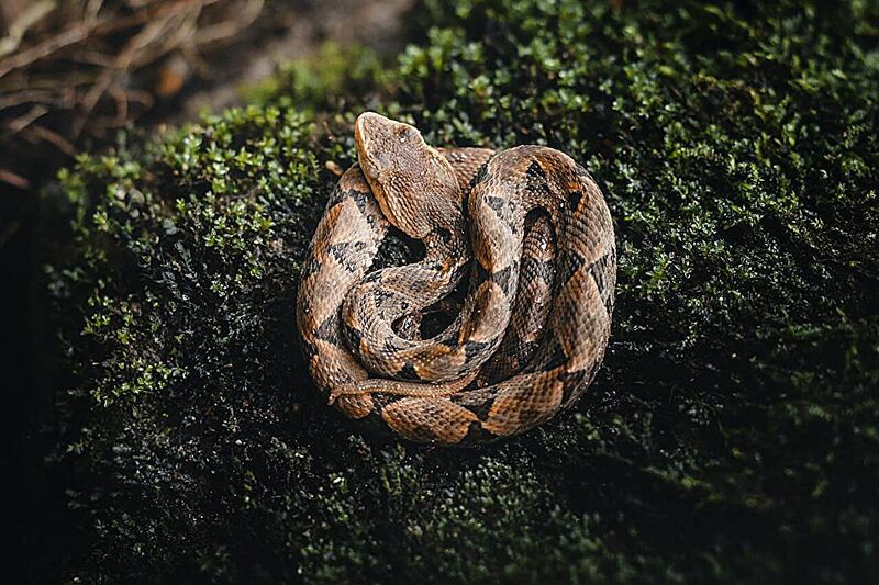Phys.org on LinkedIn: Mathematical model reveals how a pit viper is ... Phys.org on LinkedIn: Mathematical model reveals how a pit viper is ...