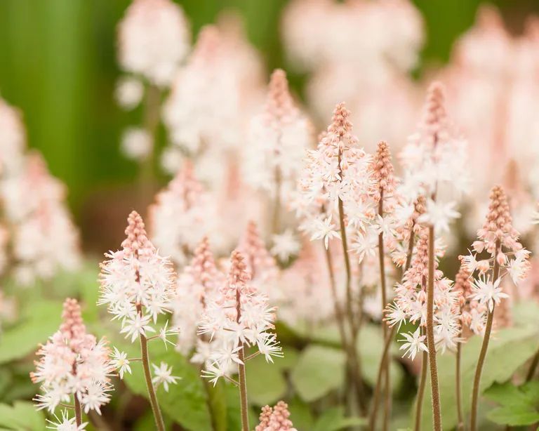 Garden border planting ideas: 6 stunning layouts to try in your plot ... Garden border planting ideas: 6 stunning layouts to try in your plot ...