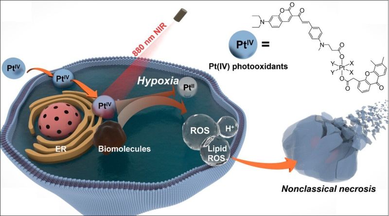 Phys.org on LinkedIn: Researchers develop novel photo-oxidation therapy ... Phys.org on LinkedIn: Researchers develop novel photo-oxidation therapy ...
