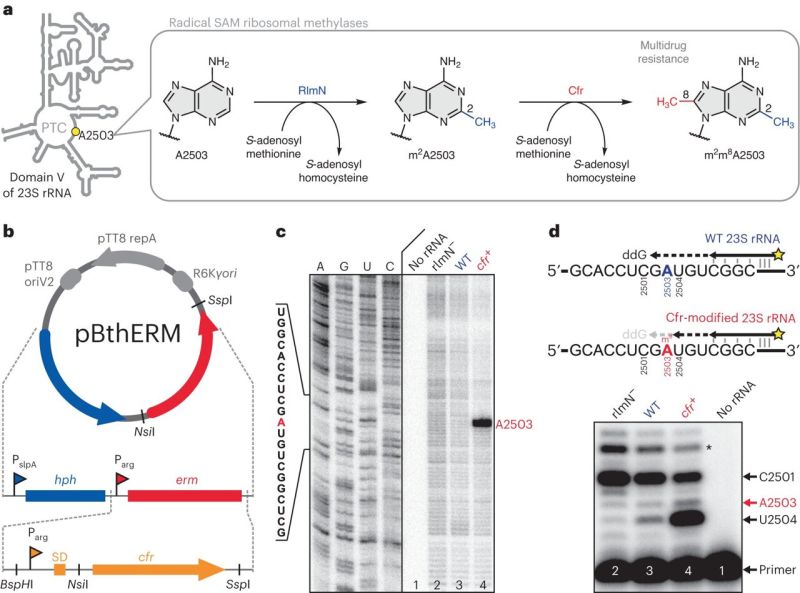 Phys.org on LinkedIn: New research helps create new antibiotic that ... Phys.org on LinkedIn: New research helps create new antibiotic that ...