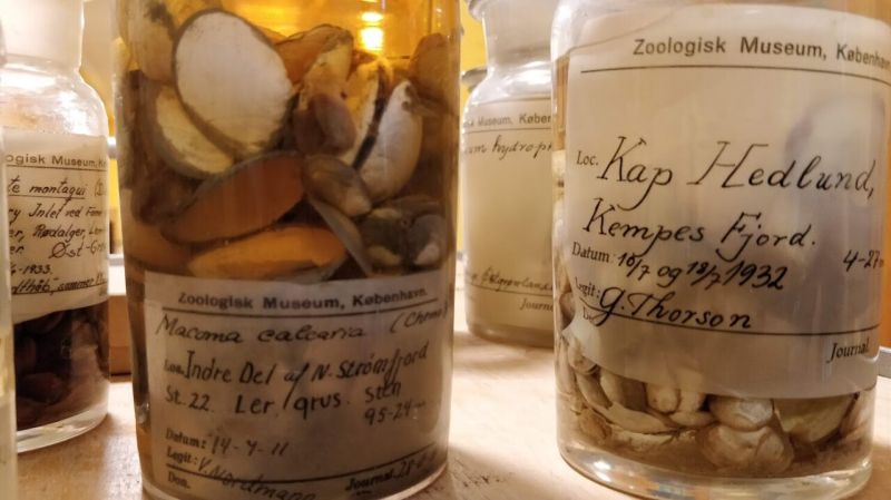 Phys.org on LinkedIn: Mollusks from polar expeditions reveal new ... Phys.org on LinkedIn: Mollusks from polar expeditions reveal new ...