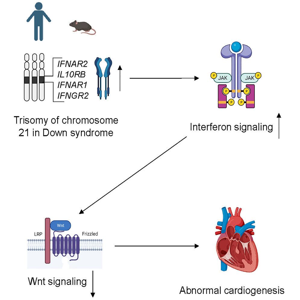 Medical Xpress on LinkedIn: Scientists discover mechanism affecting ... Medical Xpress on LinkedIn: Scientists discover mechanism affecting ...