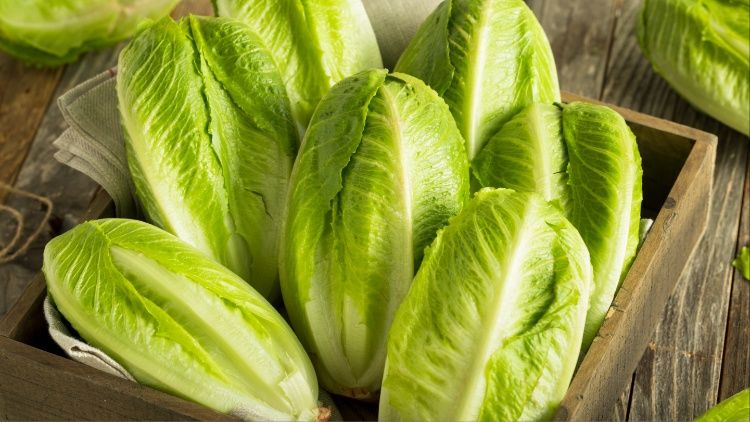 Food Manufacture on LinkedIn: E.coli contamination risk linked to ... Food Manufacture on LinkedIn: E.coli contamination risk linked to ...