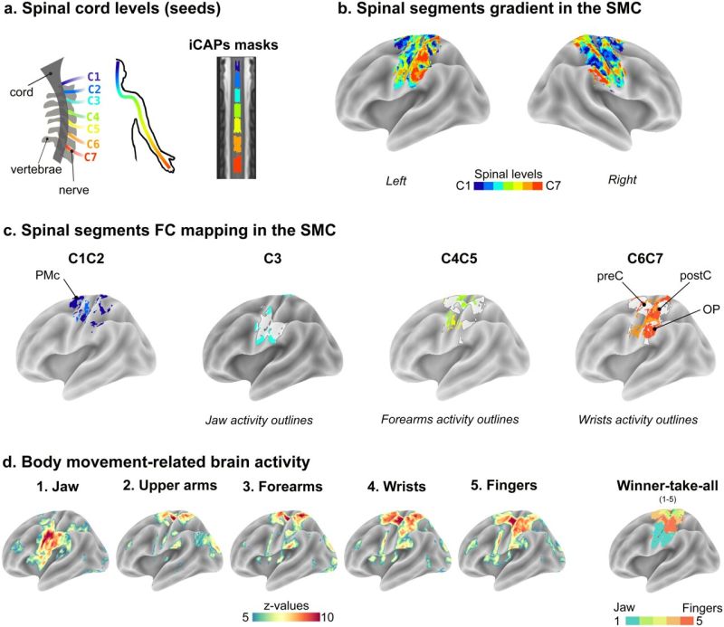 Phys.org on LinkedIn: Research team successfully maps the brain-spinal ... Phys.org on LinkedIn: Research team successfully maps the brain-spinal ...