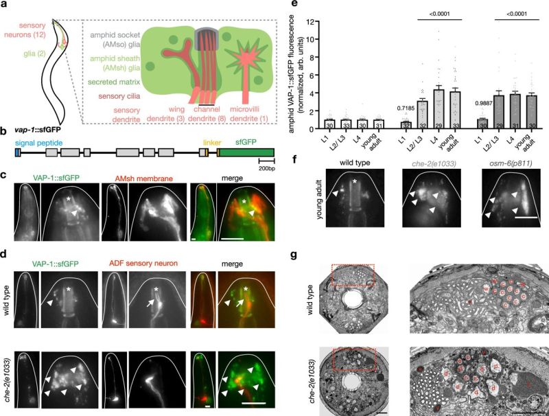 Medical Xpress on LinkedIn: Glial cells' newly discovered mechanism ... Medical Xpress on LinkedIn: Glial cells' newly discovered mechanism ...