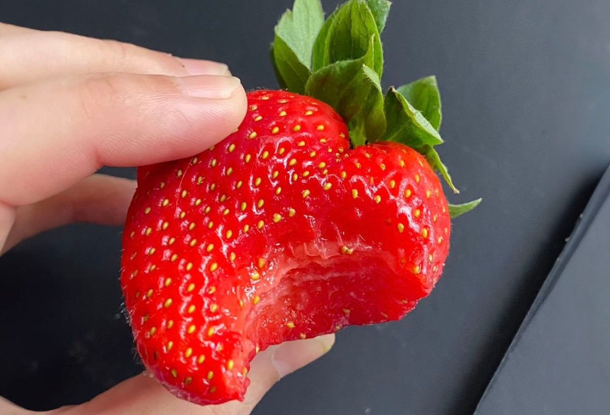 Juan Lacey on LinkedIn: Strawberries: Does bigger mean better? Juan Lacey on LinkedIn: Strawberries: Does bigger mean better?