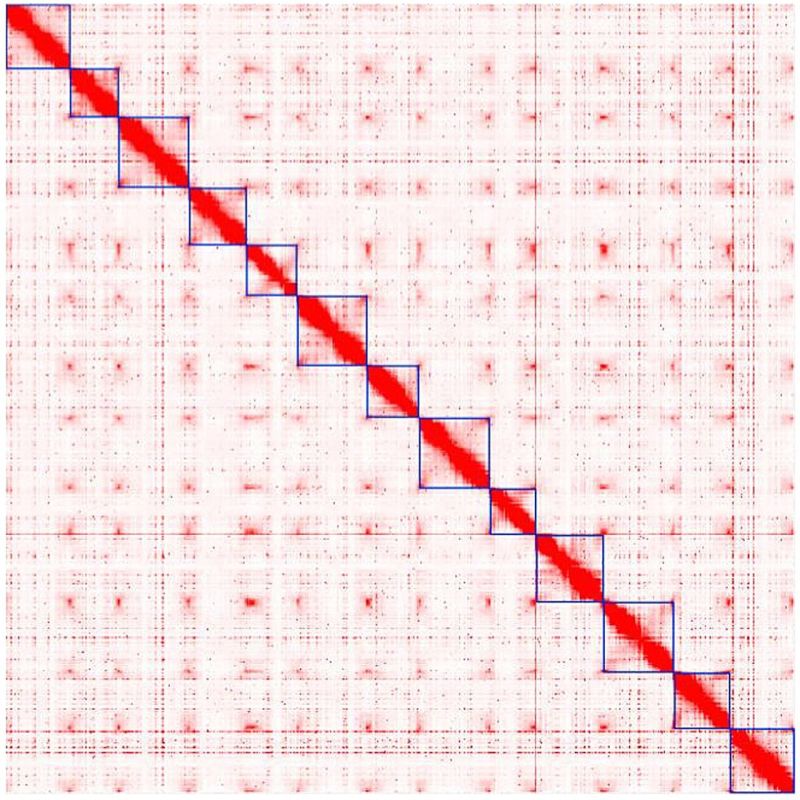 Computer scientists sequence cotton genome | Phys.org Computer scientists sequence cotton genome | Phys.org