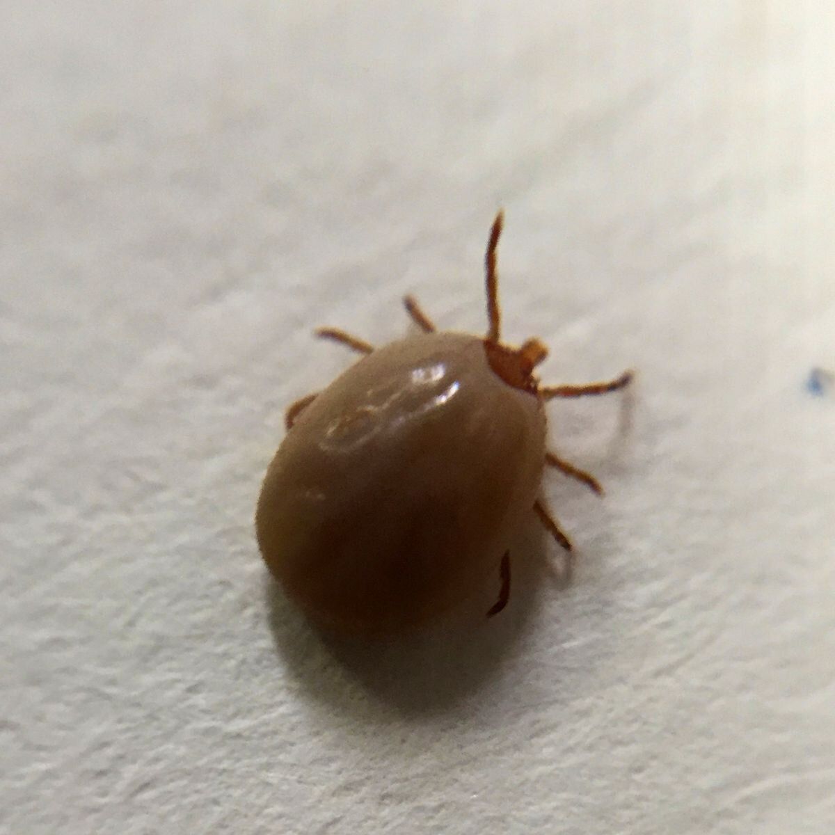 Medical Xpress on LinkedIn: Study shows most children recover from Lyme ... Medical Xpress on LinkedIn: Study shows most children recover from Lyme ...
