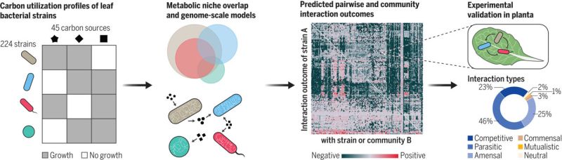 Building models to predict interactions in plant microbiomes | Phys.org Building models to predict interactions in plant microbiomes | Phys.org