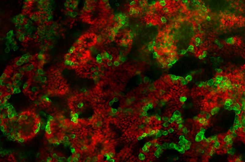 Phys.org on LinkedIn: Researchers create 'laboratory testicles ... Phys.org on LinkedIn: Researchers create 'laboratory testicles ...