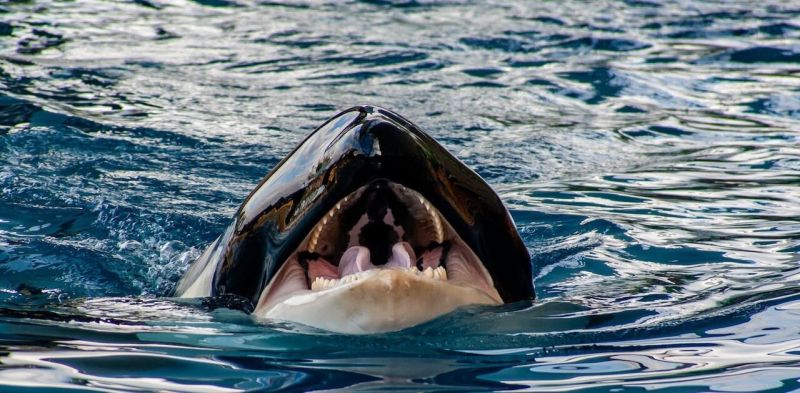 Analyzing the fat of killer whales reveals what they eat | Phys.org Analyzing the fat of killer whales reveals what they eat | Phys.org