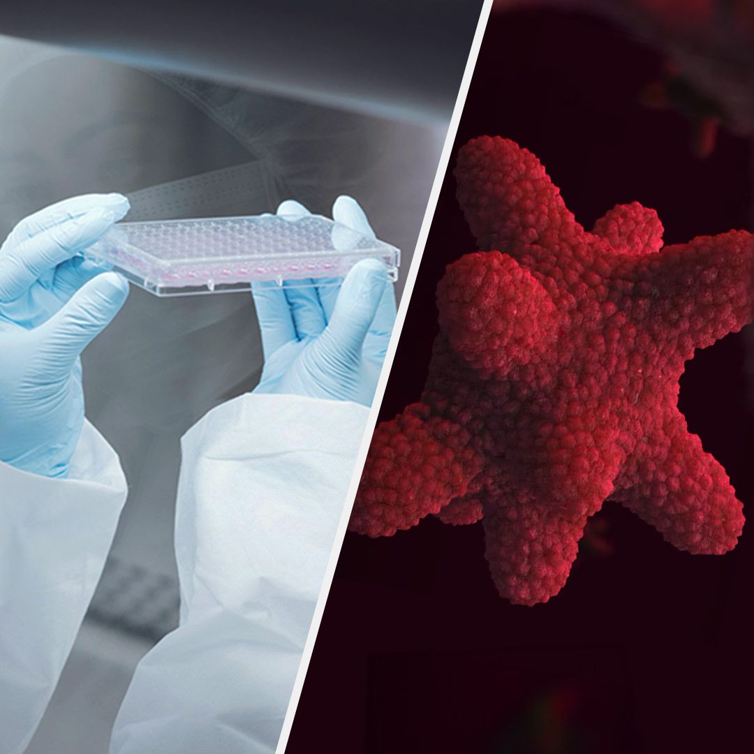 STEMCELL Technologies on LinkedIn: Applications of Human Intestinal ... STEMCELL Technologies on LinkedIn: Applications of Human Intestinal ...
