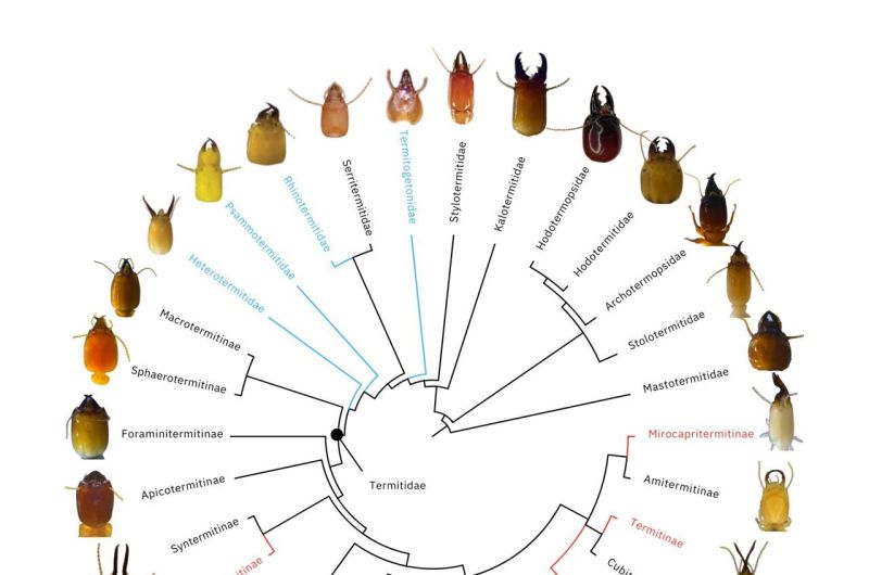 Phys.org on LinkedIn: Researchers rewrite termite classification system Phys.org on LinkedIn: Researchers rewrite termite classification system