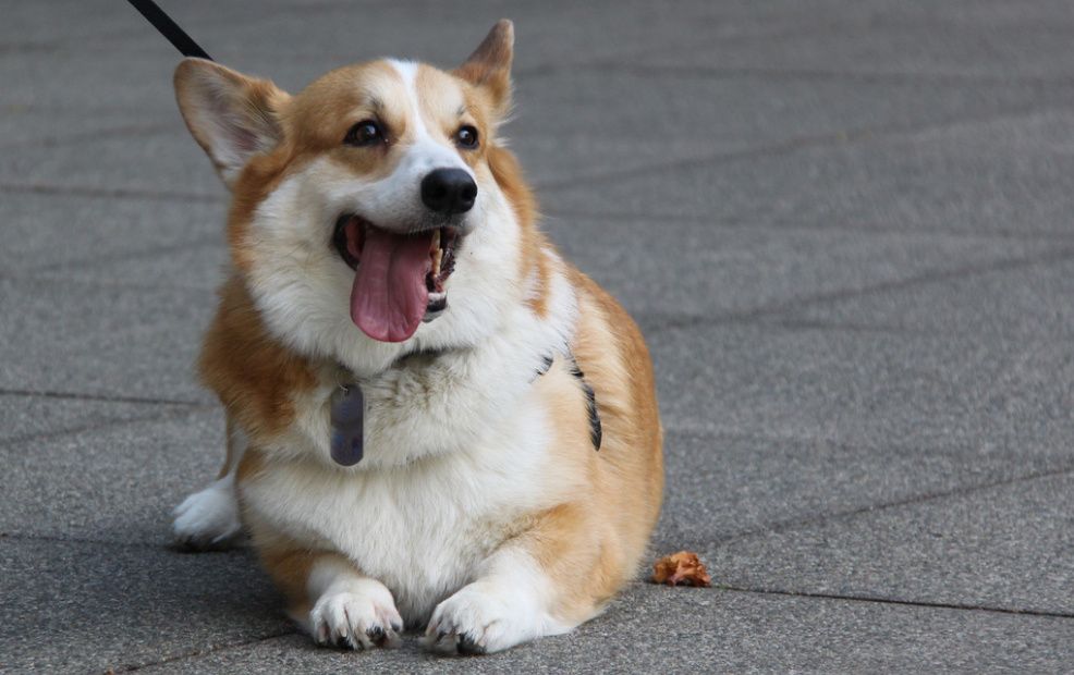 Peter Crocker on LinkedIn: Top 7 Ways To Keep Your Pets Cool During ... Peter Crocker on LinkedIn: Top 7 Ways To Keep Your Pets Cool During ...