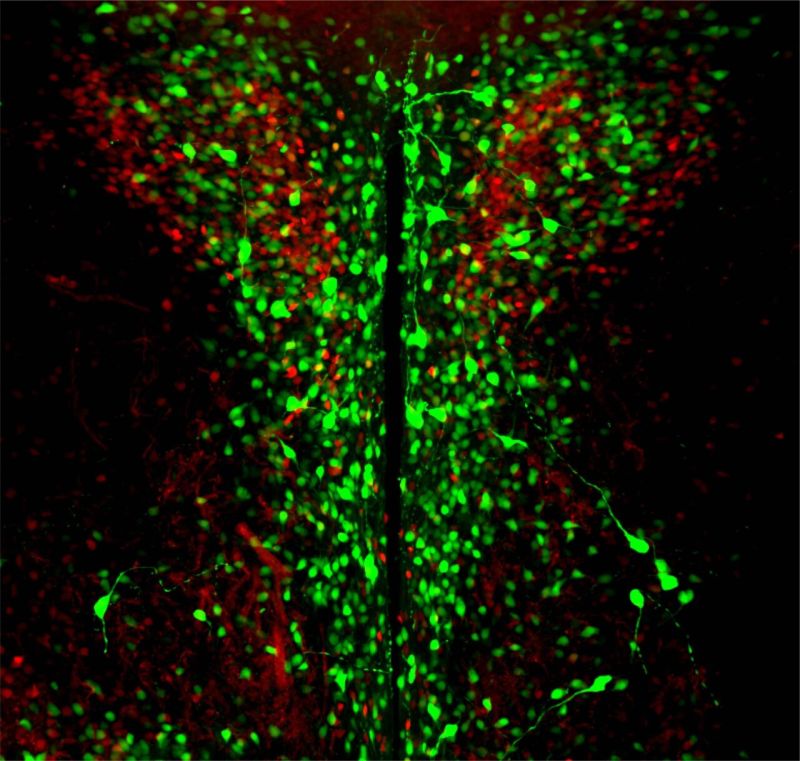 Study reveals opsin 3's role in mouse appetite control | Medical Xpress Study reveals opsin 3's role in mouse appetite control | Medical Xpress